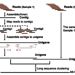 Schematic of the transcriptome assembly analysis.