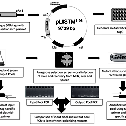 Overview of the STM system.