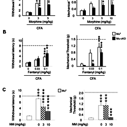 Conditional mu-cKO mice show decreased opiate-induced analgesia in the ...