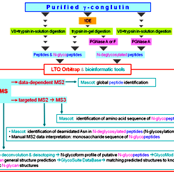 Schematic overview of the glycoproteomic workflow.