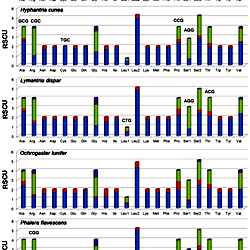 Relative Synonymous Codon Usage (RSCU) in Noctuoidae.