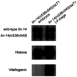 The levels of lin-14 mRNA derived from the wild-type and the lin-14 ...