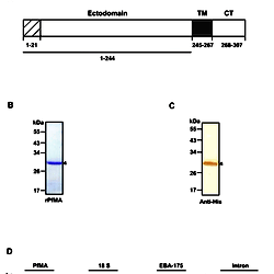 Expression of recombinant PfMA and transcriptional analysis of PfMA in ...