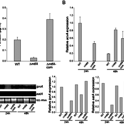Deletion of mtfA results in a reduction of penicillin biosynthesis.