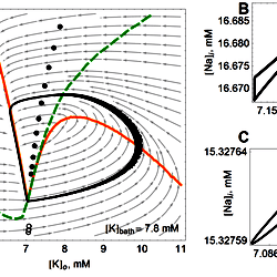 Model dynamics visualized in the phase plane.