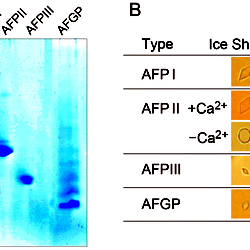 Analyses of purity and structural integrity of the AFP samples.