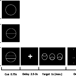 Schematic illustration of the variant of Monetary Incentive Delay Task ...