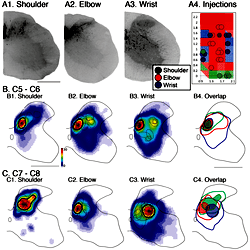 CST termination patterns from joint-specific motor cortex sites.