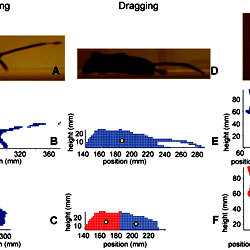 Video frames and corresponding reconstructed 3D volumes of whole and ...
