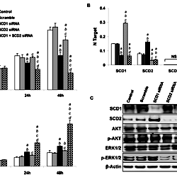 Concomitant silencing of SCD1 and SCD2 strongly inhibits AKT/Ras ...