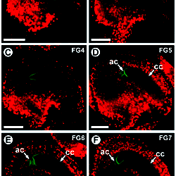 CKI1 expression is restricted to the chalazal region during the FG5 ...