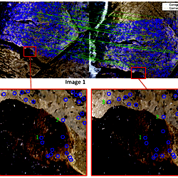 Example of extracted and matched SIFT image feature data.