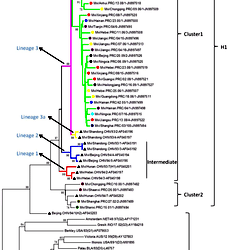 Phylogenetic relationship based on the complete H gene sequences.