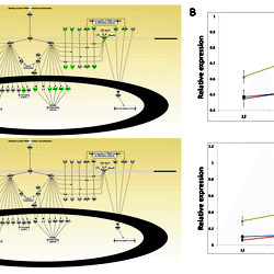 Pathway enrichment analysis.