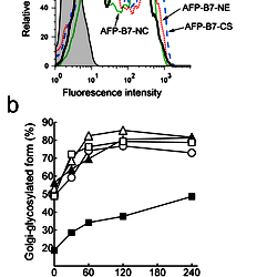 Charged amino acids in the B7 cytoplasmic tail are not responsible for ...