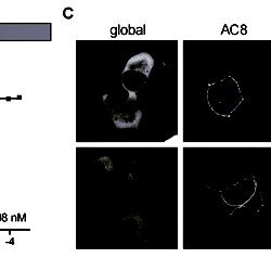 Development of an AC8-targeted sensor for use in MIN6.