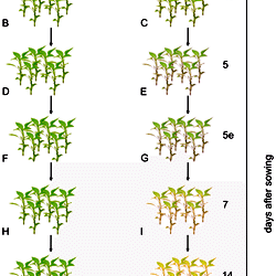 Stages of collection of seedlings.
