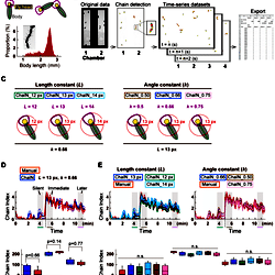 Systematic counting of the chain index by ChaIN.