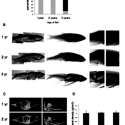 Aging zebrafish show gross morphological changes to the vertebral column.