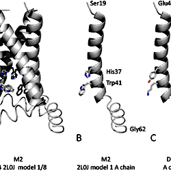 3D structure of M2 protein.