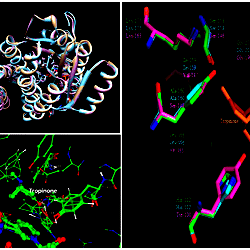 Homology based 3D model of tropine forming tropinone reductase of W ...