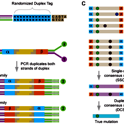 Overview of the Duplex Sequencing methodology.