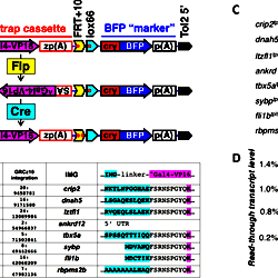 Tol2-based On/Off/On (“Switchblade”, GBT-S1/S8) vectors for insertional ...