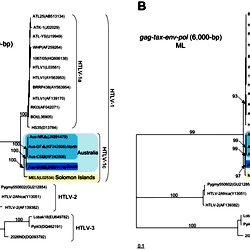 Phylogenetic trees generated with both Neighbor-Joining (figure 6A) and ...