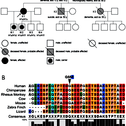 A. The family tree of the affected family shows the pattern of inheritance.