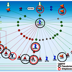 SUMO-1 Pathway Map.