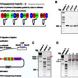 Customized TALE construction by ULtiMATE system.