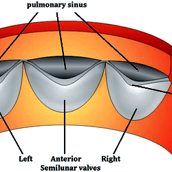 Posterior view of the human pulmonary valve (cf. [3]).
