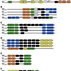 Synteny of CYP2 family genes.
