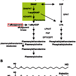 Biosynthesis of ether and ester glycerophospholipids and the chemical ...