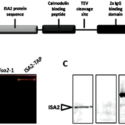 TAP-tagging ISA2 restores the isoamylase activity.