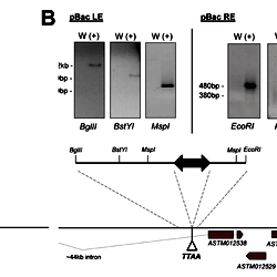 Identification of transgene integration sites.