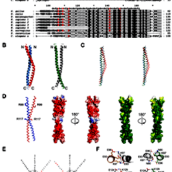 Structure of the SCOC coiled coil domain.