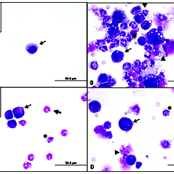 Cytologic evaluation of BALF from infected mice.