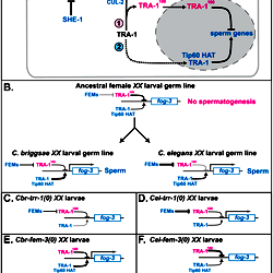 Model for how TRR-1 regulates sexual development.