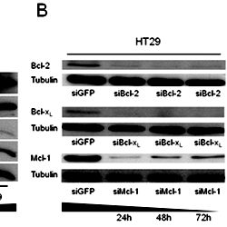 Mcl-1, Bcl-2 and Bcl-xL expression and knockdown in human CRC cell lines.