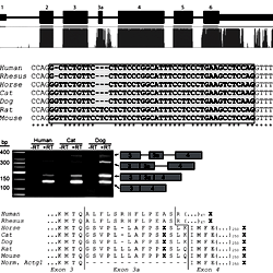 Exon 3a and flanking sequence display a high degree of conservation ...