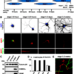 Timing of the stages of neuronal differentiation.