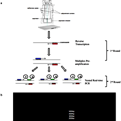 Overview of the qualitative multiplex single-cell RT-PCR and Primer ...