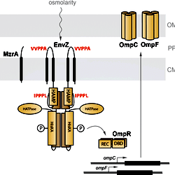 Schematic overview of the EnvZ/OmpR signaling cascade.