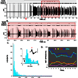 Example of a B-best neuron with a bursting firing pattern.