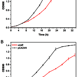 Cell growth of E. coli DH5α overexpressing uxaB in M9 medium, with E ...