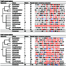 Comparison of Homologous FapB and FapC Repeat Regions.