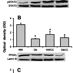 Immunoblotting analysis of pSTAT3, PPARγ, and adiponectin.