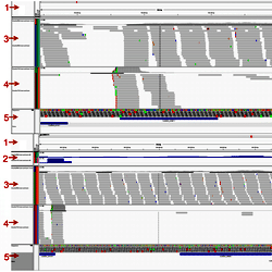 Combining TSS and RNA-seq with the use of IGV tool.