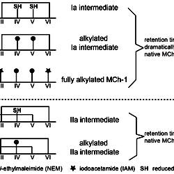 This schematic diagram represents the different folds of MCh-1 ...